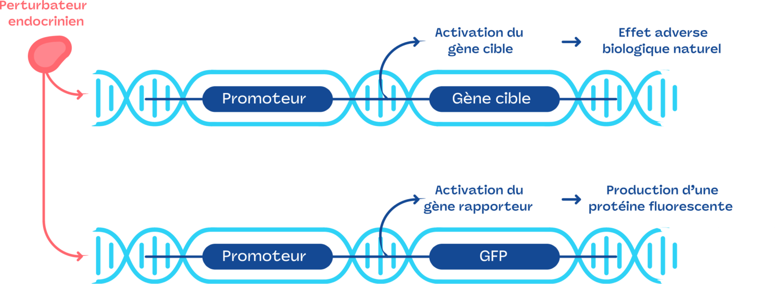 Approche scientifique – Watchfrog.fr
